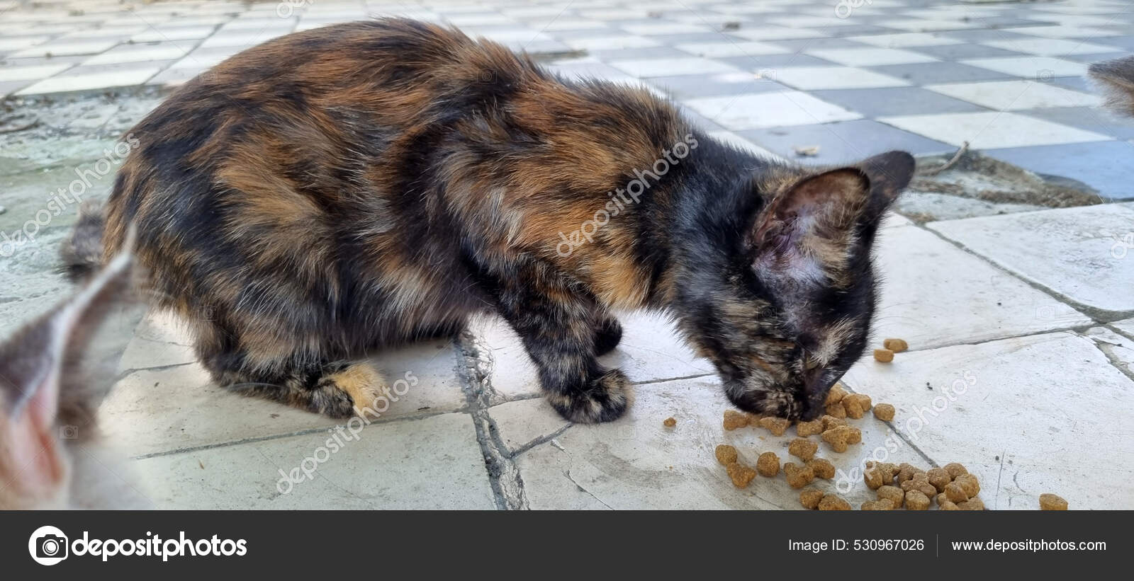 Hungry Stray Cats Kittens Eat Close — Stock Photo © evdoha #530967026