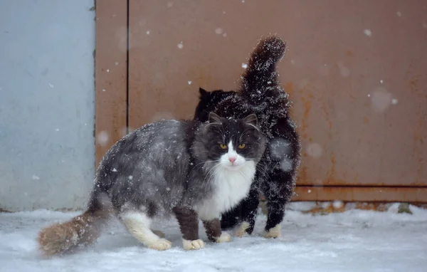 Kedi ve kardan adam Stock Photos, Royalty Free Kedi ve kardan adam ...