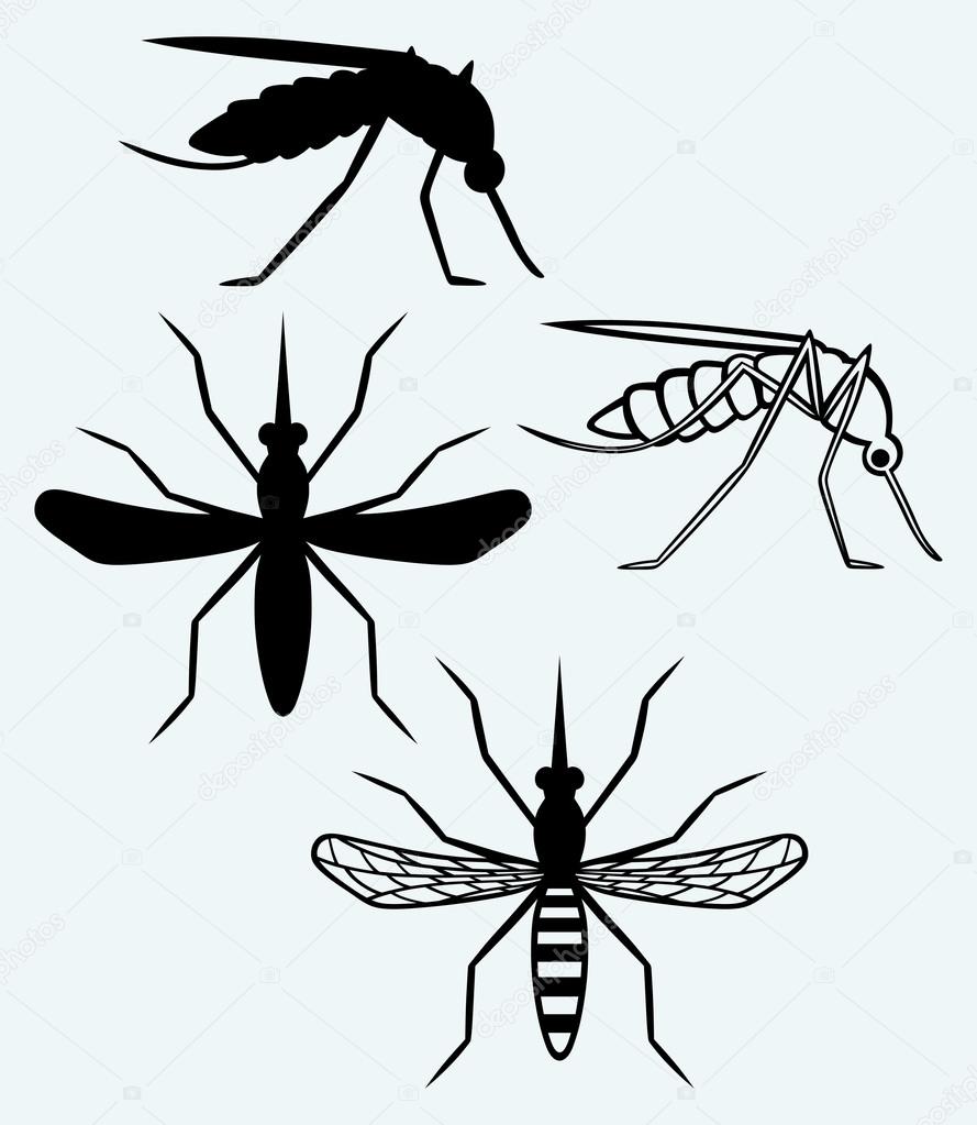 Silhouettes of mosquito Stock Vector Image by ©Kreativ #49533725