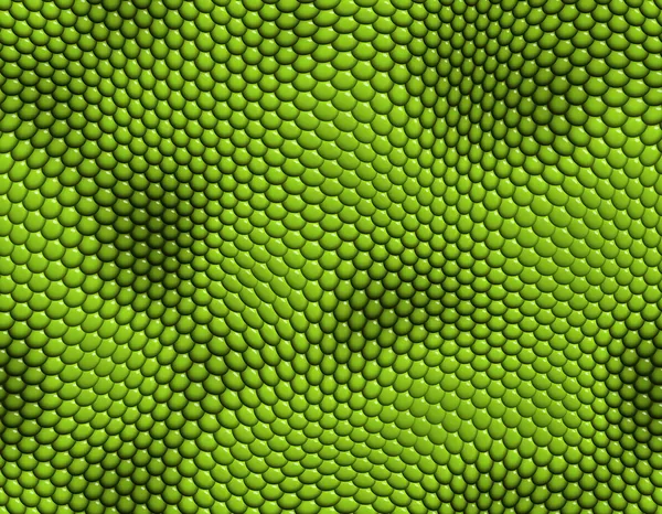 35,212 Lizard skin Stock Photos, Images | Download Lizard skin Pictures ...