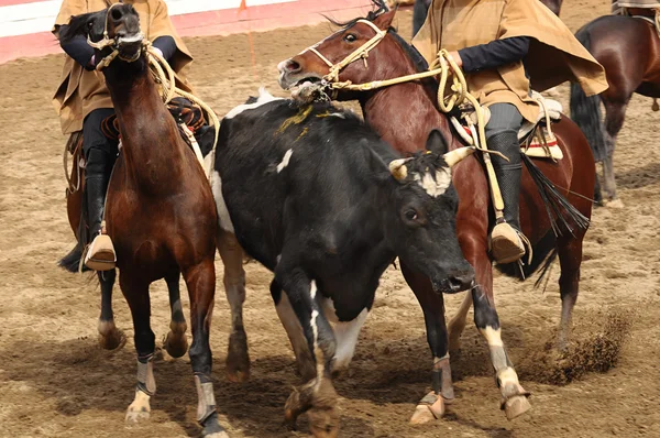 Rodeo in chile — Stock Photo © michelepautasso #13123562