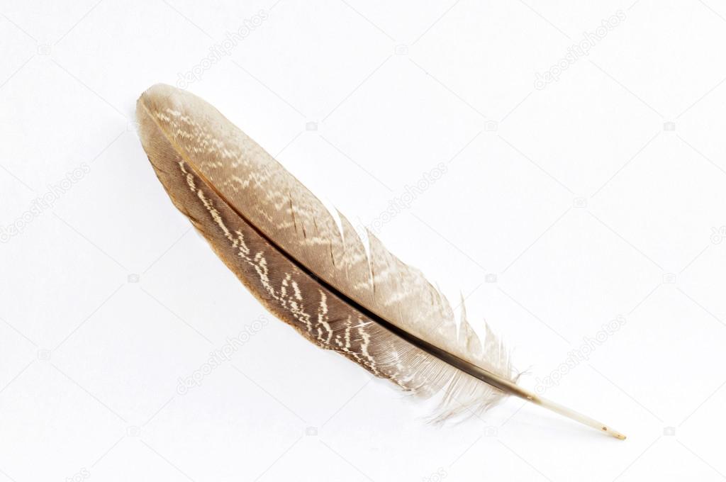 Feather — Stock Photo © bbbbar #13360493