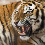 Roaring tiger — Stock Photo © neelsky #37289893