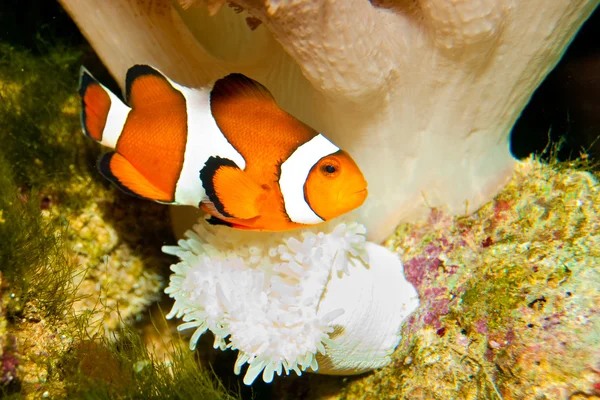 The clownfish and attacking shark. — Stock Photo © vladvitek #12711718 The clownfish and attacking shark. — Stock Photo © vladvitek #12711718