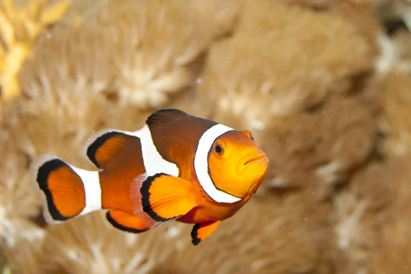 The clownfish and attacking shark. — Stock Photo © vladvitek #12711718 The clownfish and attacking shark. — Stock Photo © vladvitek #12711718