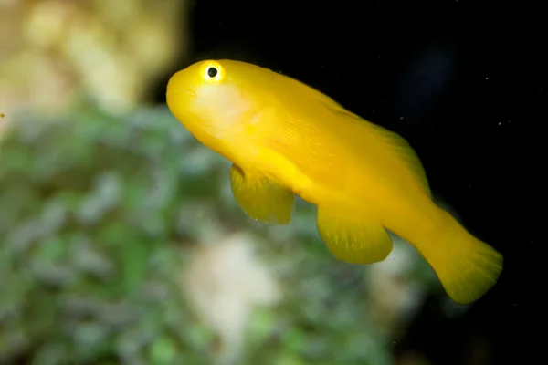 Citron Clown Goby (Gobiodon citrinus) — Stock Photo © Iliuta #14151258