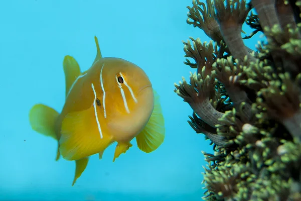 Citron Clown Goby (Gobiodon citrinus) — Stock Photo © Iliuta #14151258