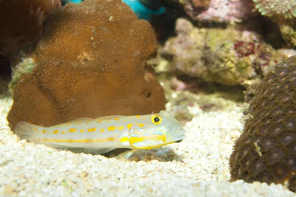 Brown Clown Goby