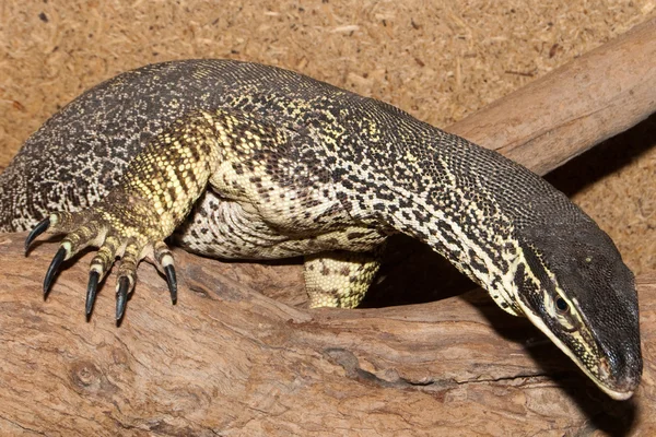 Goanna australia Stock Photos, Royalty Free Goanna australia Images ...