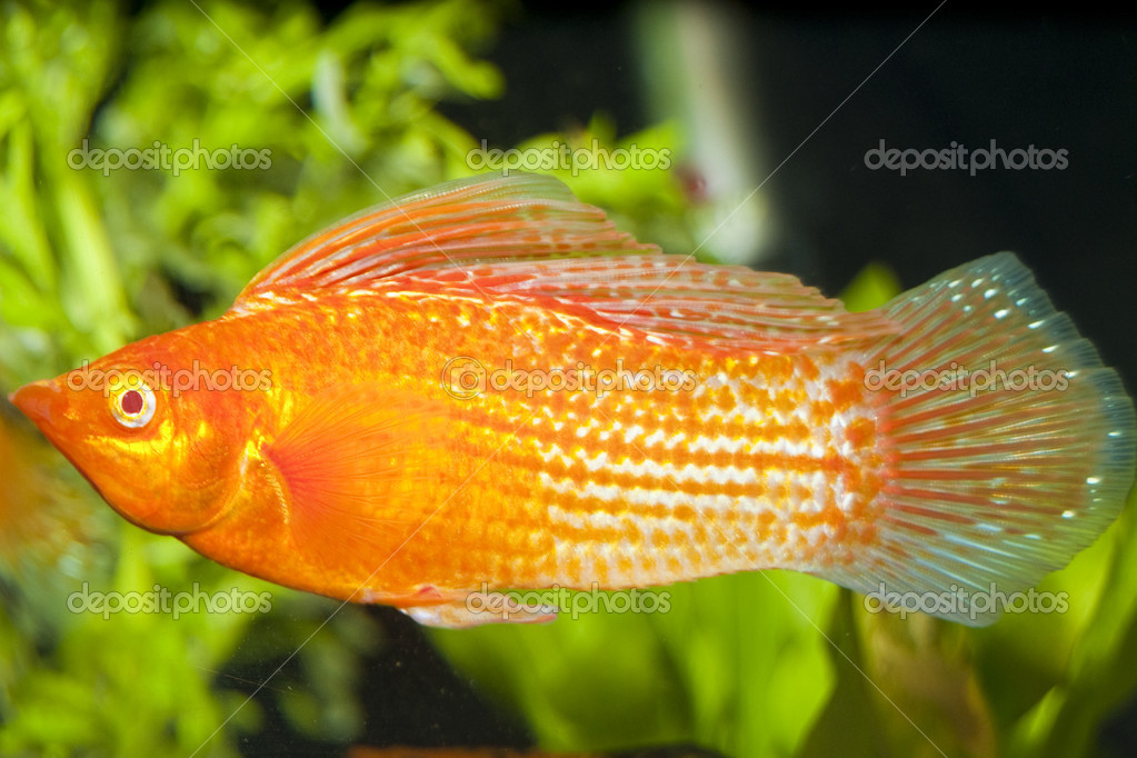 Pregnant Red Molly Fish