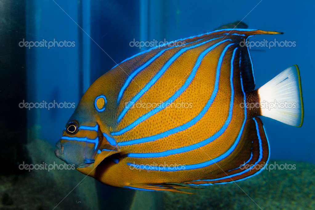 Blue Ring Angelfish Juvenile