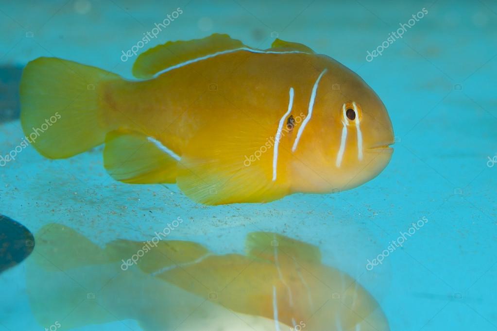Citron Clown Goby (Gobiodon citrinus) — Stock Photo © Iliuta #14151258