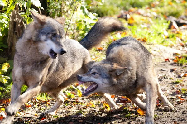Wolves fight Stock Photos, Royalty Free Wolves fight Images | Depositphotos