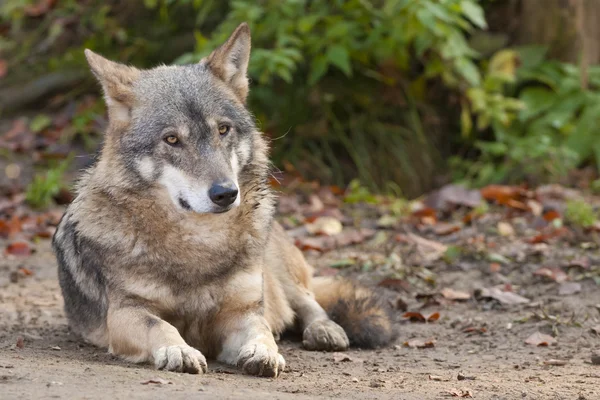 Gray Wolf — Stock Photo © cybernesco #1973338