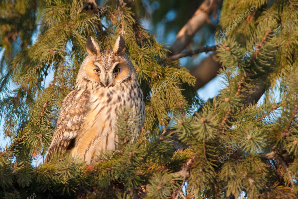 Long Eared Owl on fir tree Stock Photo by ©Iliuta 36821189