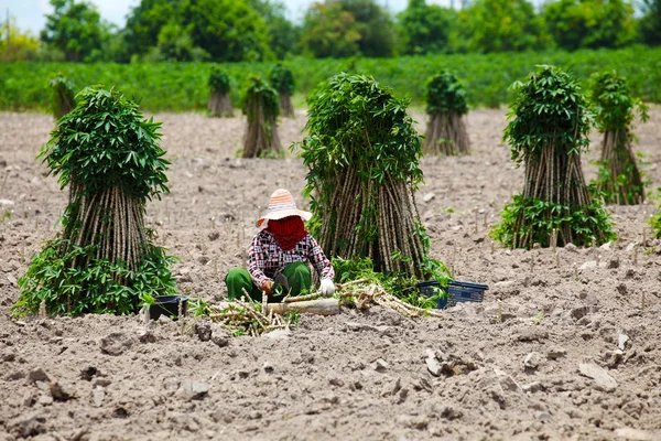 Cassava crop Stock Photos, Royalty Free Cassava crop Images | Depositphotos