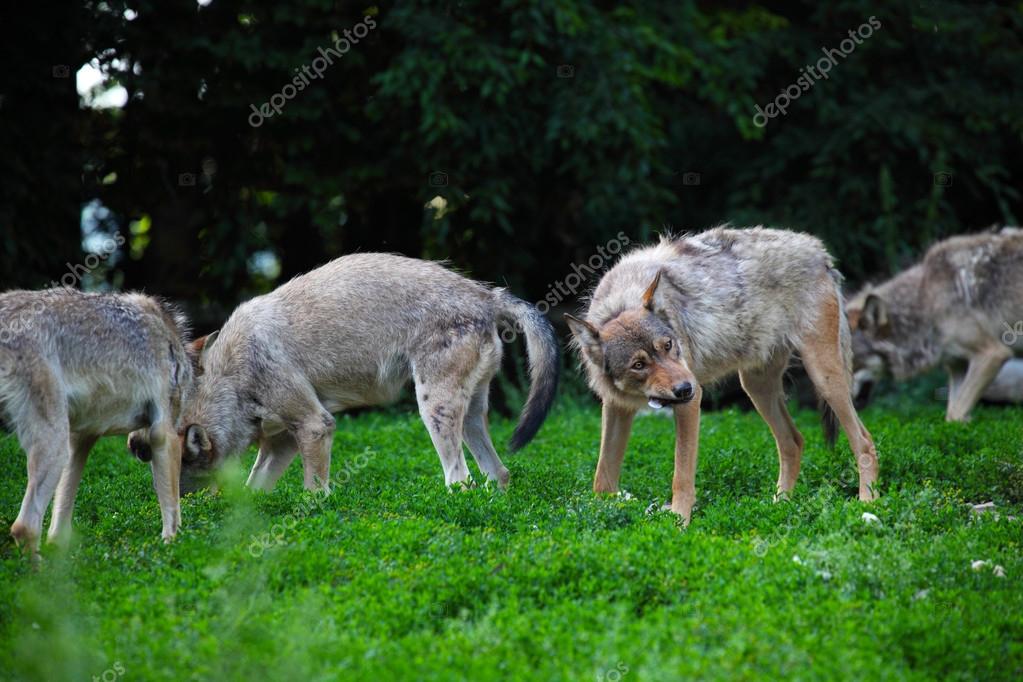 Pack of wolves feeding on carcass in natural — Stock Photo ...