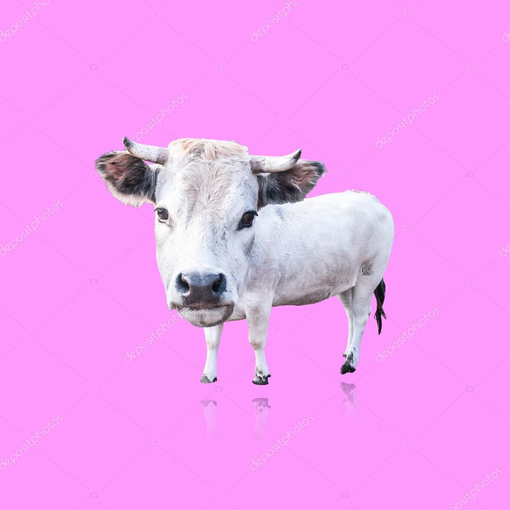 Funny puppet white cow on white background — Stock Photo © peus #21980915