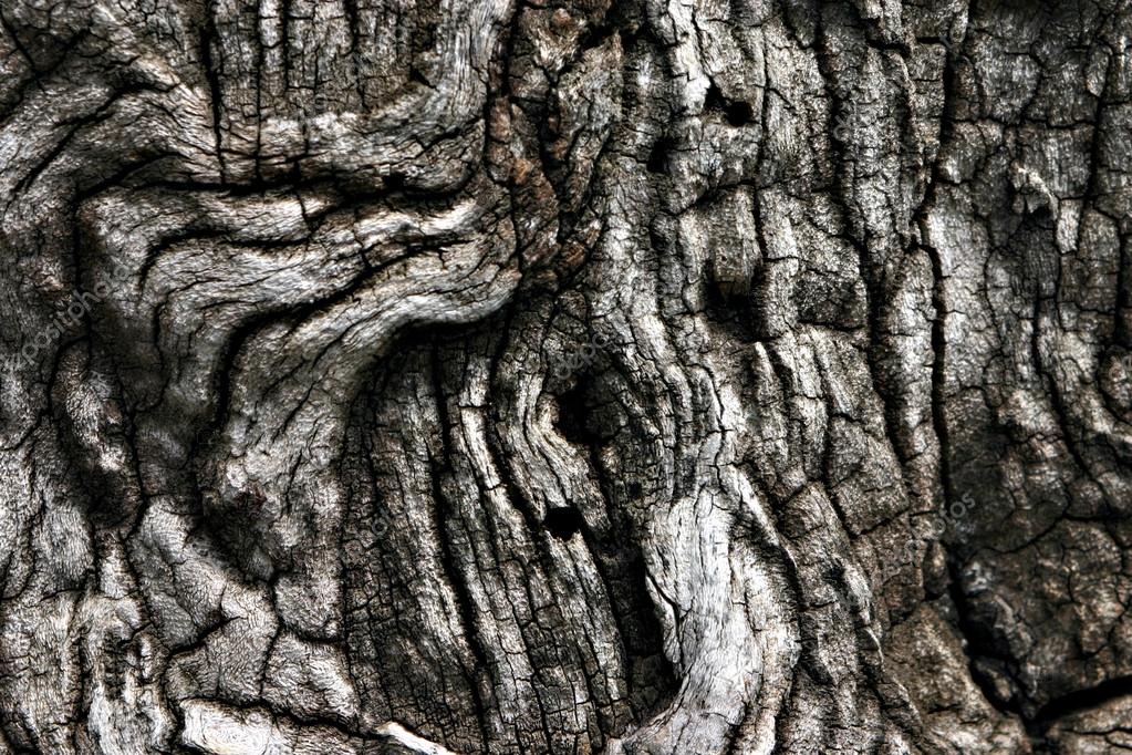 Bark texture Stock Photo by ©myper 13316641