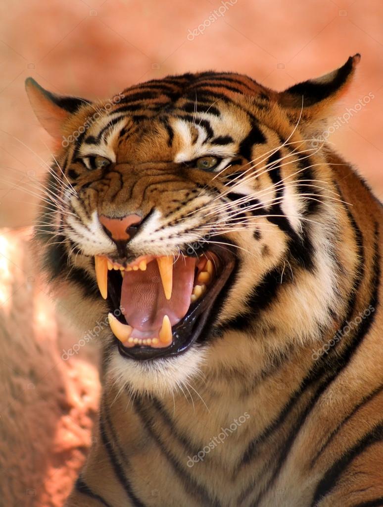 Tiger Roar Face