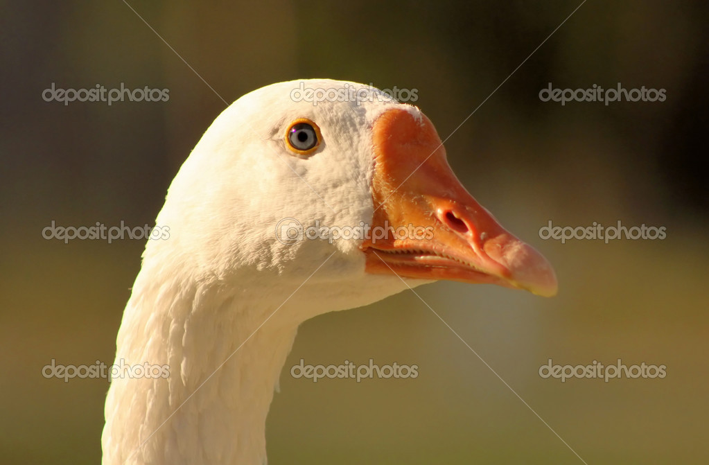 Striking Goose Bright Eyes Close-up — Stock Photo © CD123 #23610387