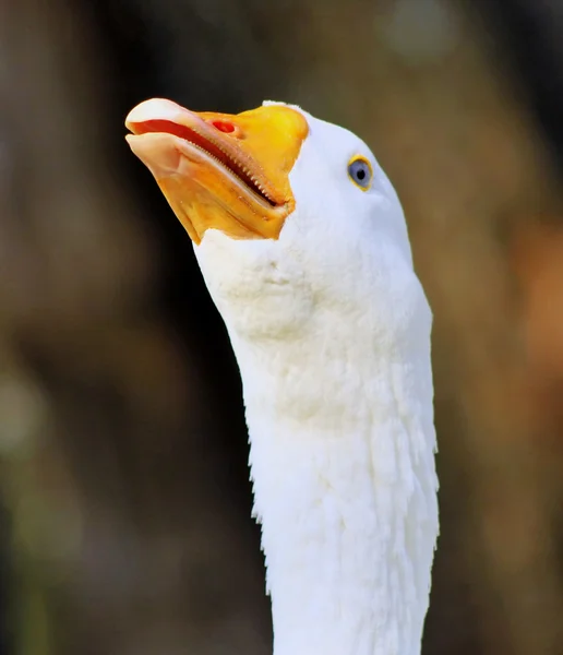Canadian Geese Teeth