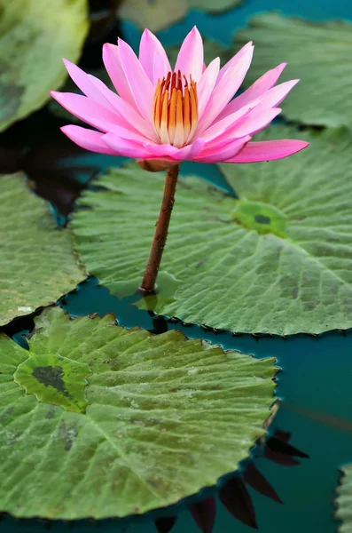 Lotus flower india Stock Photos, Royalty Free Lotus flower india Images ...