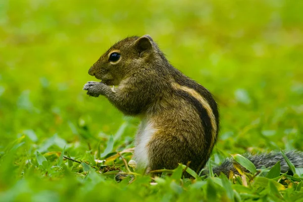 Kleine chipmunk Stock Photos, Royalty Free Kleine chipmunk Images ...