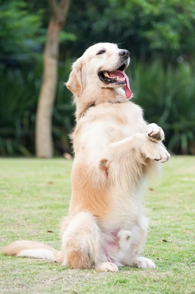 Happy golden retriever Stock Photos, Royalty Free Happy golden ...
