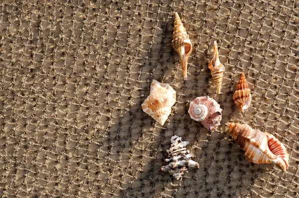 Az shore shells Stock Photos, Royalty Free Az shore shells Images ...