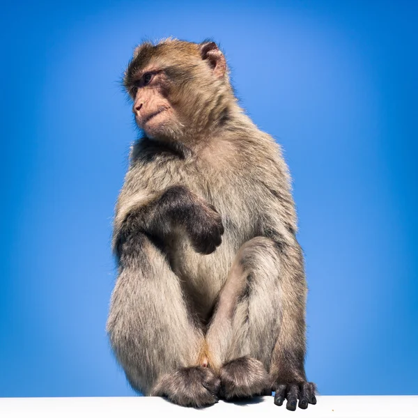 Barbary Macaque Standing