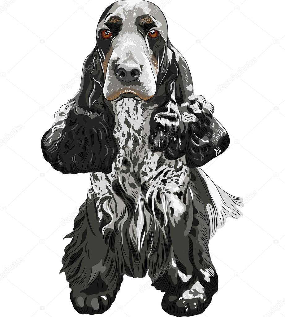 Gun dog English Cocker Spaniels sitting Stock Vector Image by ©olgacov ...