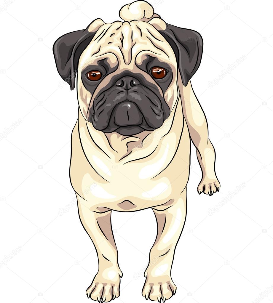 Pug En Caricatura | atelier-yuwa.ciao.jp