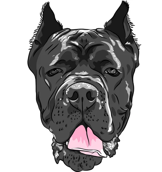 Cane corso drawing Vector Art Stock Images | Depositphotos