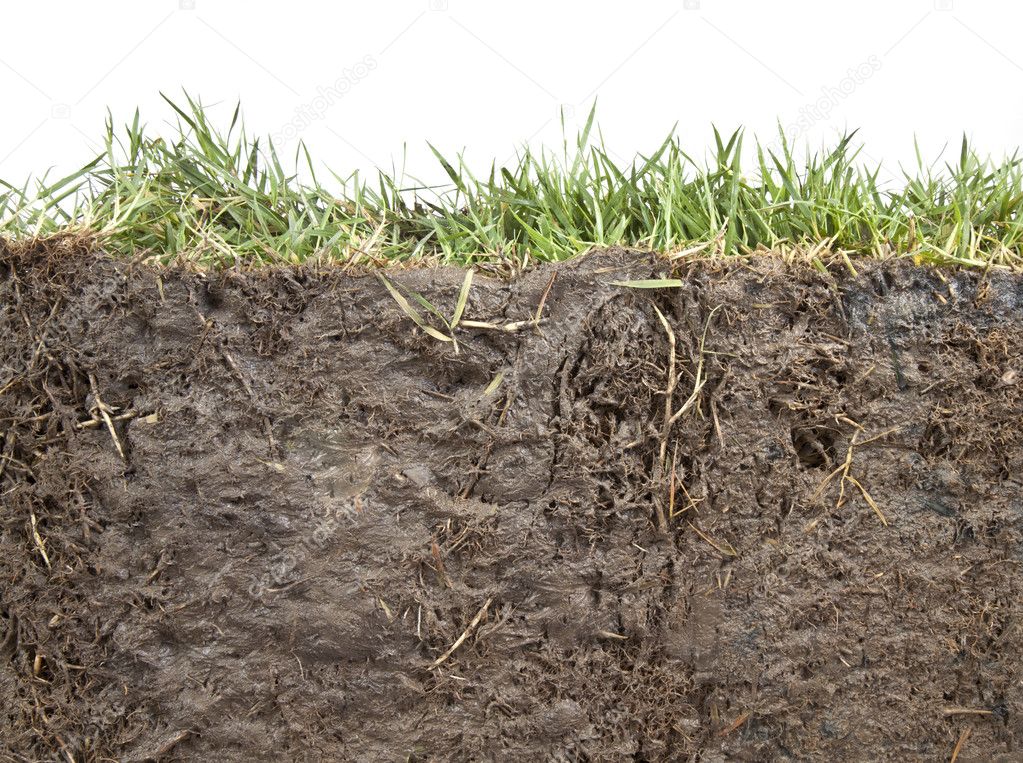 Section of grass Stock Photo by ©Kris 25310631