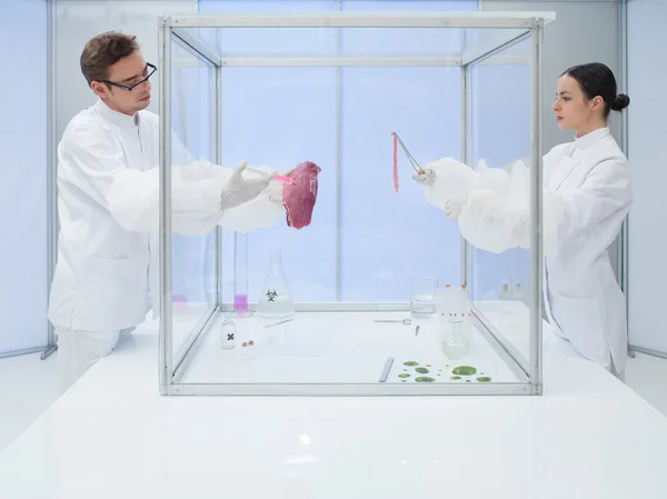 Laboratory workers testing a meat sample - Stock Image - Everypixel
