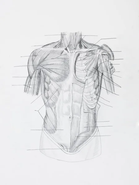 Anatomy pencil drawing — Stock Photo © shotsstudio #34937539