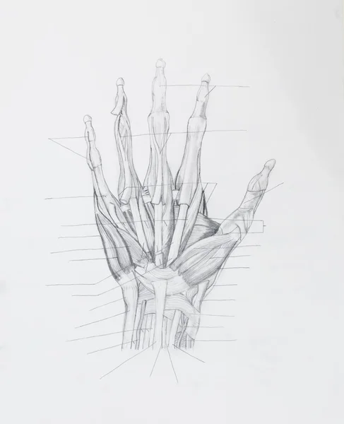 Anatomy pencil drawing — Stock Photo © shotsstudio #34937569