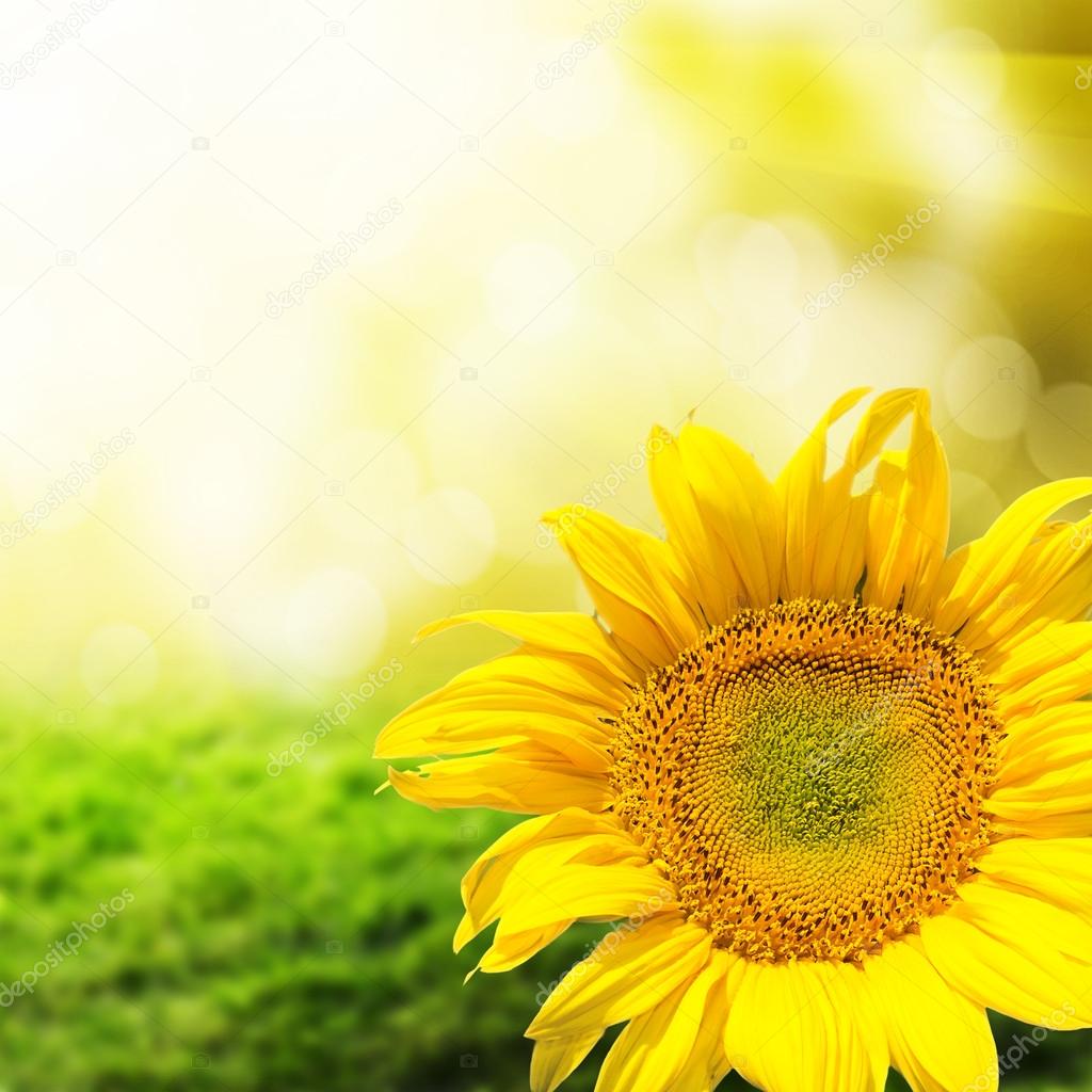 Sunflower Stock Photo by ©robertsrob 14075983