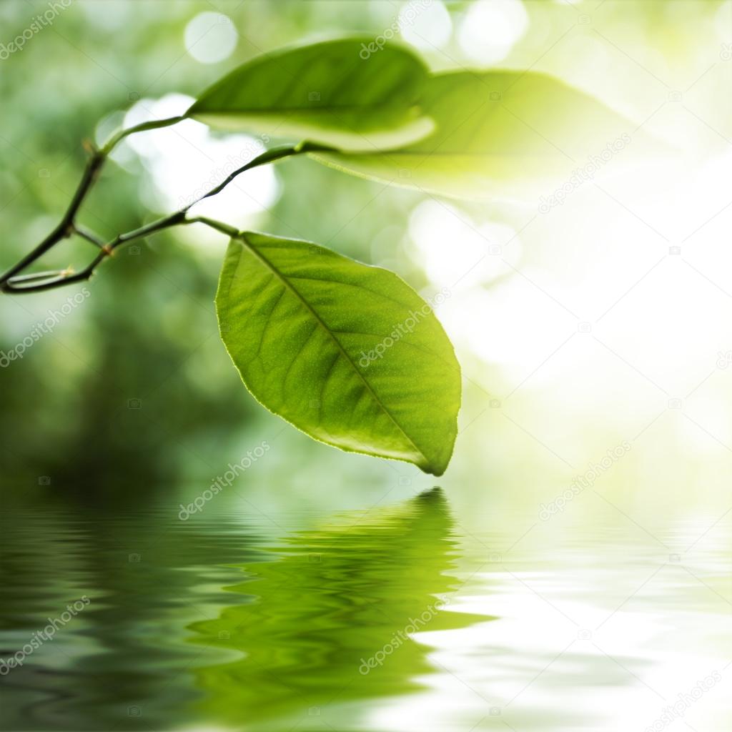 Leaves Stock Photo by ©robertsrob 15353721