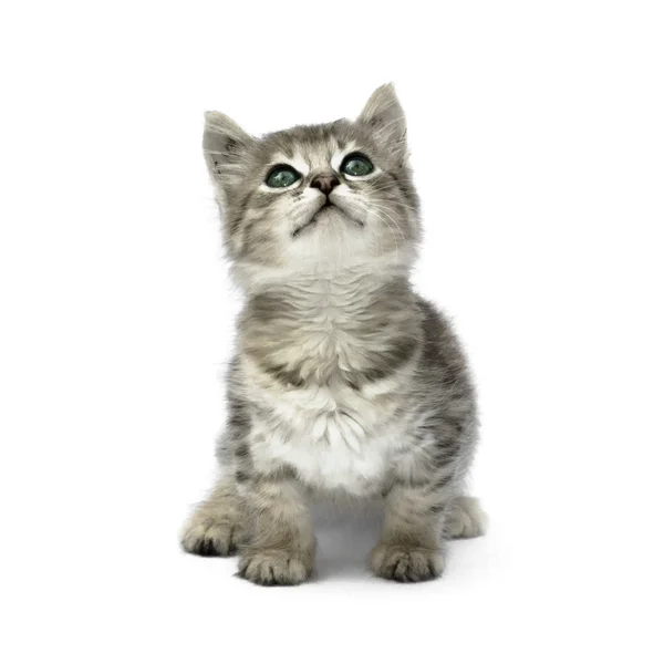 Kitten — Stock Photo © robertsrob #13631435