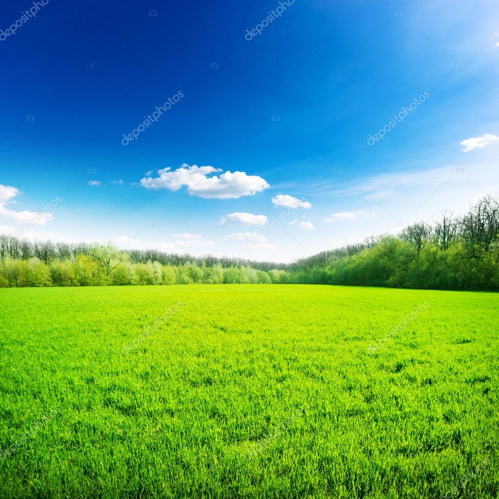 Field — Stock Photo © robertsrob #25612911