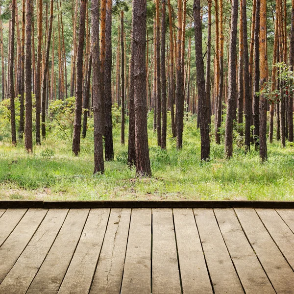 Forest — Stock Photo © robertsrob #14076070