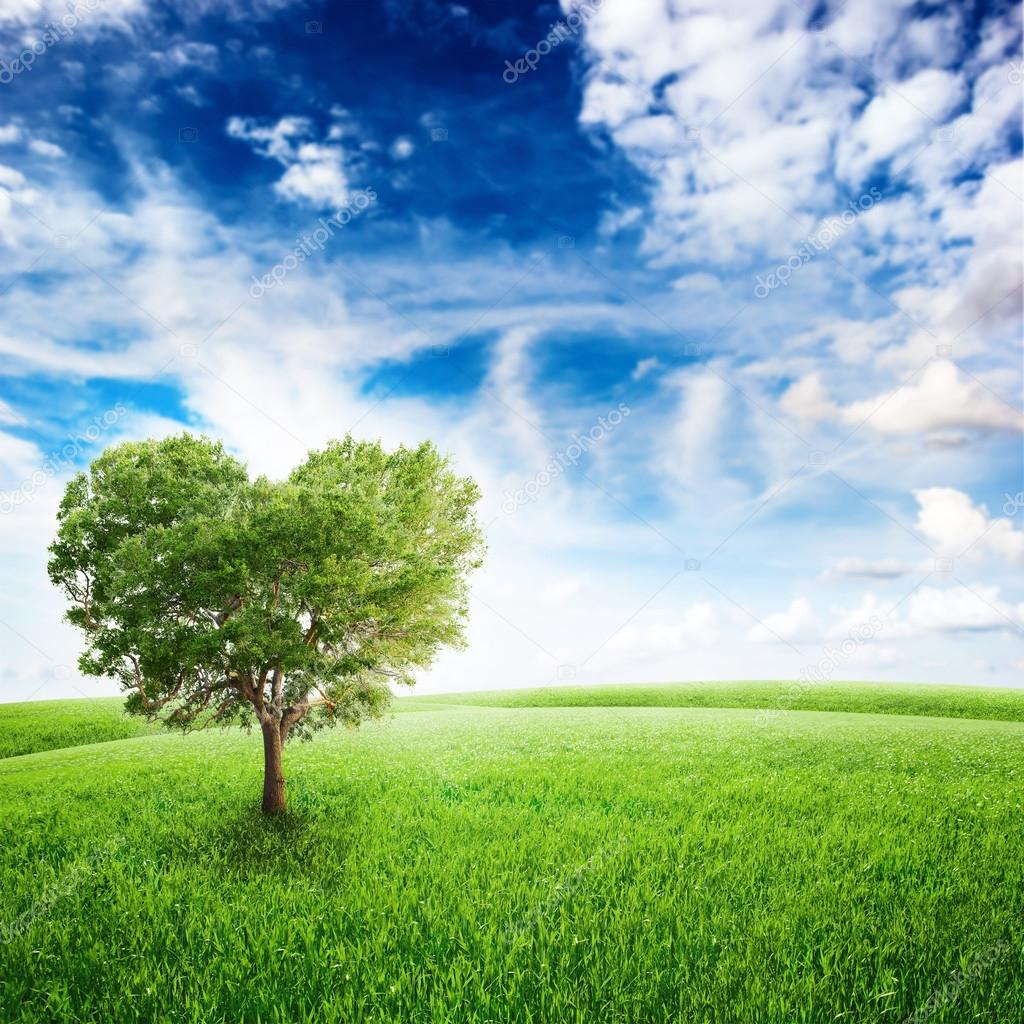 Green field with heart shape tree Stock Photo by ©robertsrob 44790395