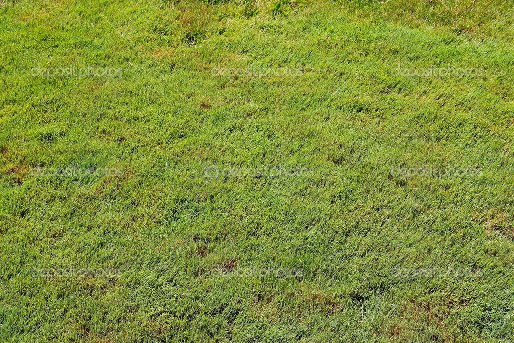 Grass background Stock Photo by ©tupungato 35655179