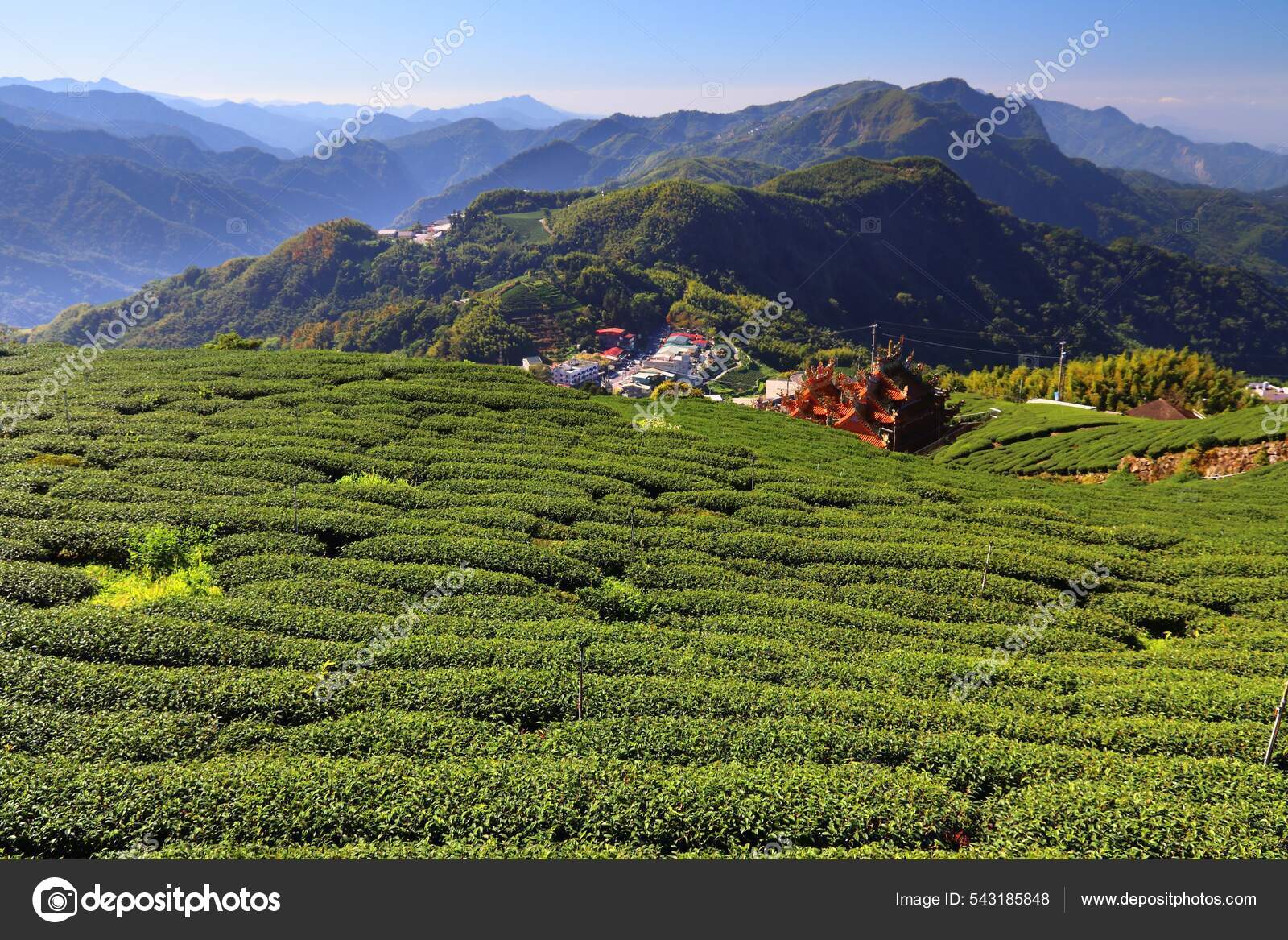 Tea Fields Taiwan Hillside Tea Plantations Shizhuo Alishan Mountains ...