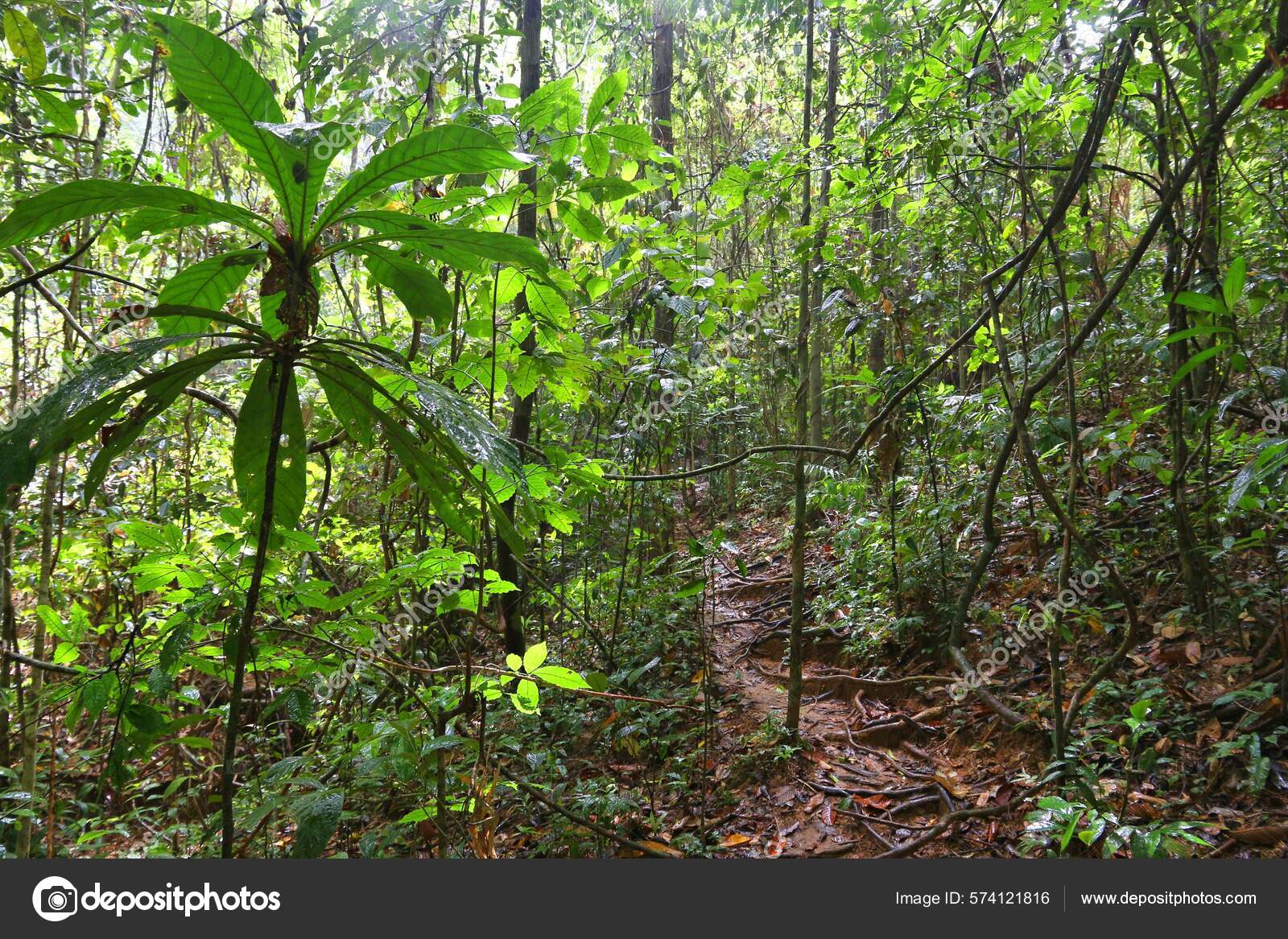 Hiking Trail Rainforest Palawan Island Philippines Tropical Jungle ...