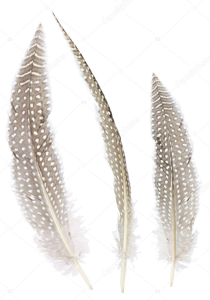 Different angles of the Pheasant feathers collection Stock Photo by ...
