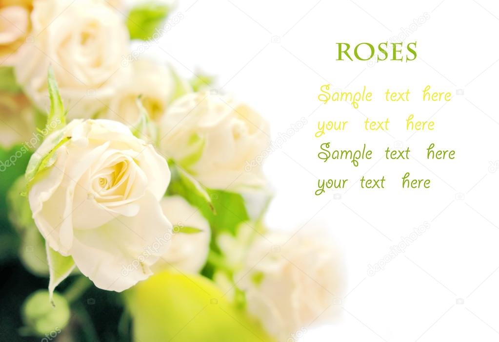 Cream roses isolated on white background — Stock Photo © anakondasp ...