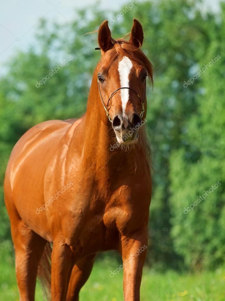 Chestnut Arabian Horse Wallpaper Beautiful Chestnut Arabian Stallion